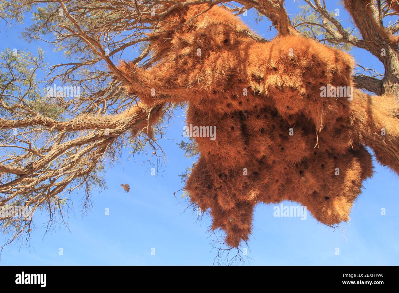 A huge cluster of yellow bird nests from the grass on the branch of the ...