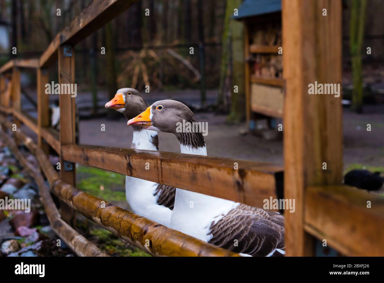 two Goose heads, goose in an enclosure Stock Photo - Alamy