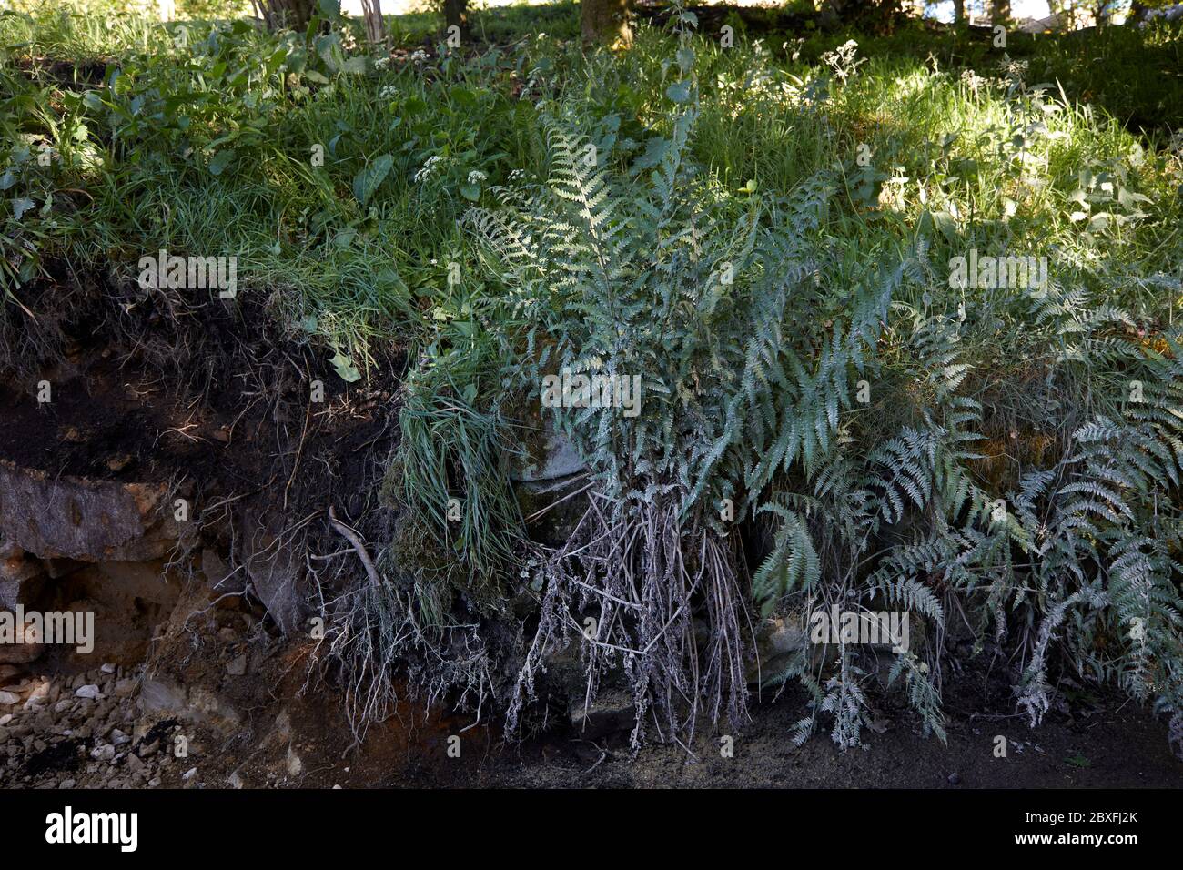 Peat Dust High Resolution Stock Photography and Images - Alamy