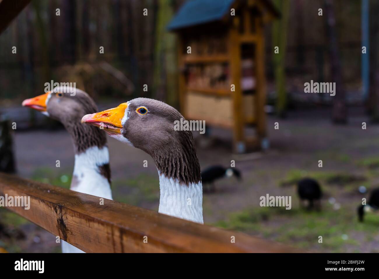 two Goose heads, goose in an enclosure Stock Photo - Alamy