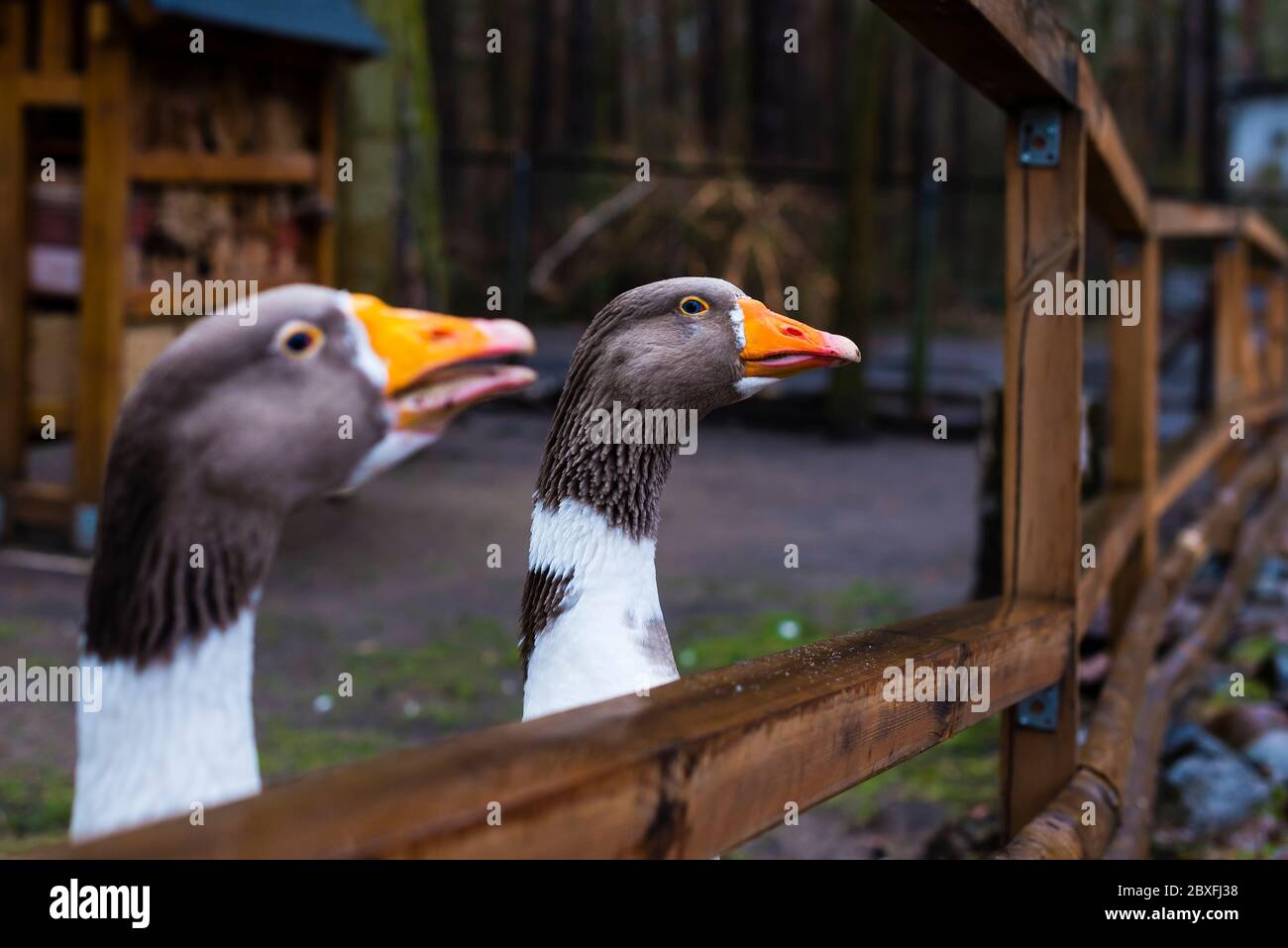 two Goose heads, goose in an enclosure Stock Photo - Alamy