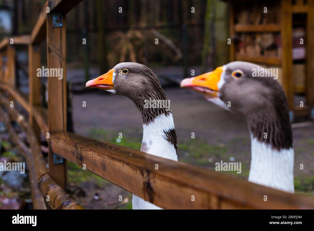two Goose heads, goose in an enclosure Stock Photo - Alamy