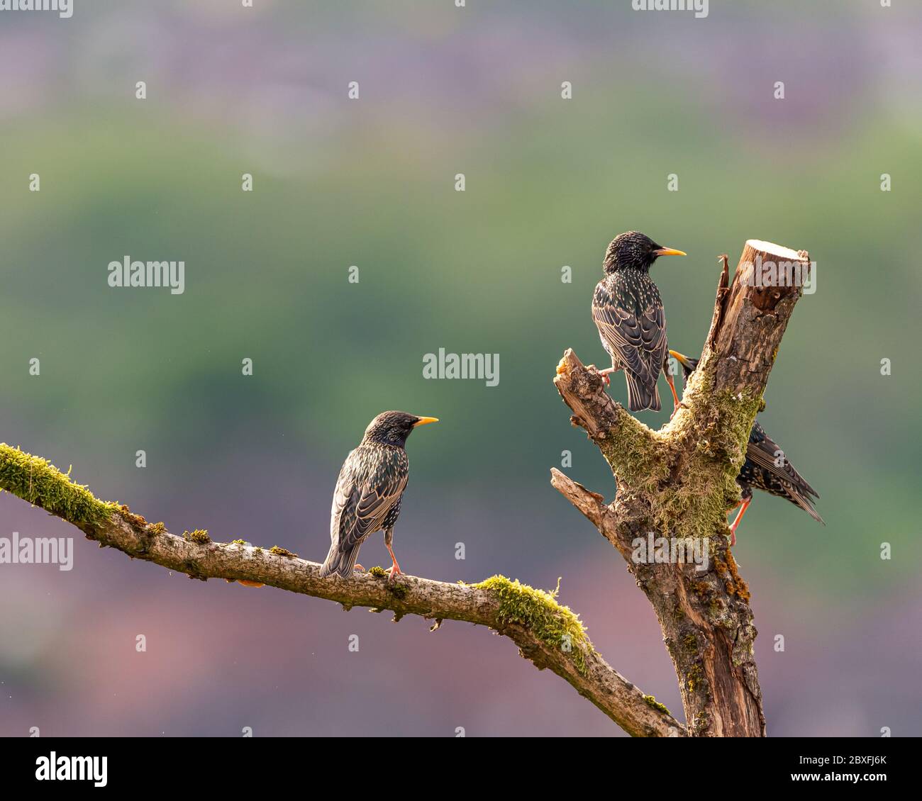 Animal perching passerine singing hi-res stock photography and images ...