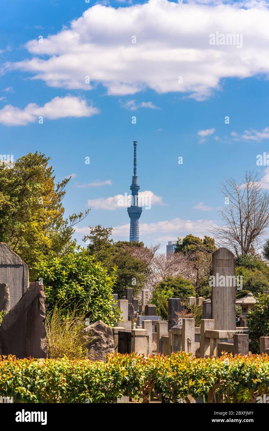 tokyo, japan - march 31 2020: Japan tallest tower Tokyo Skytree in back ...
