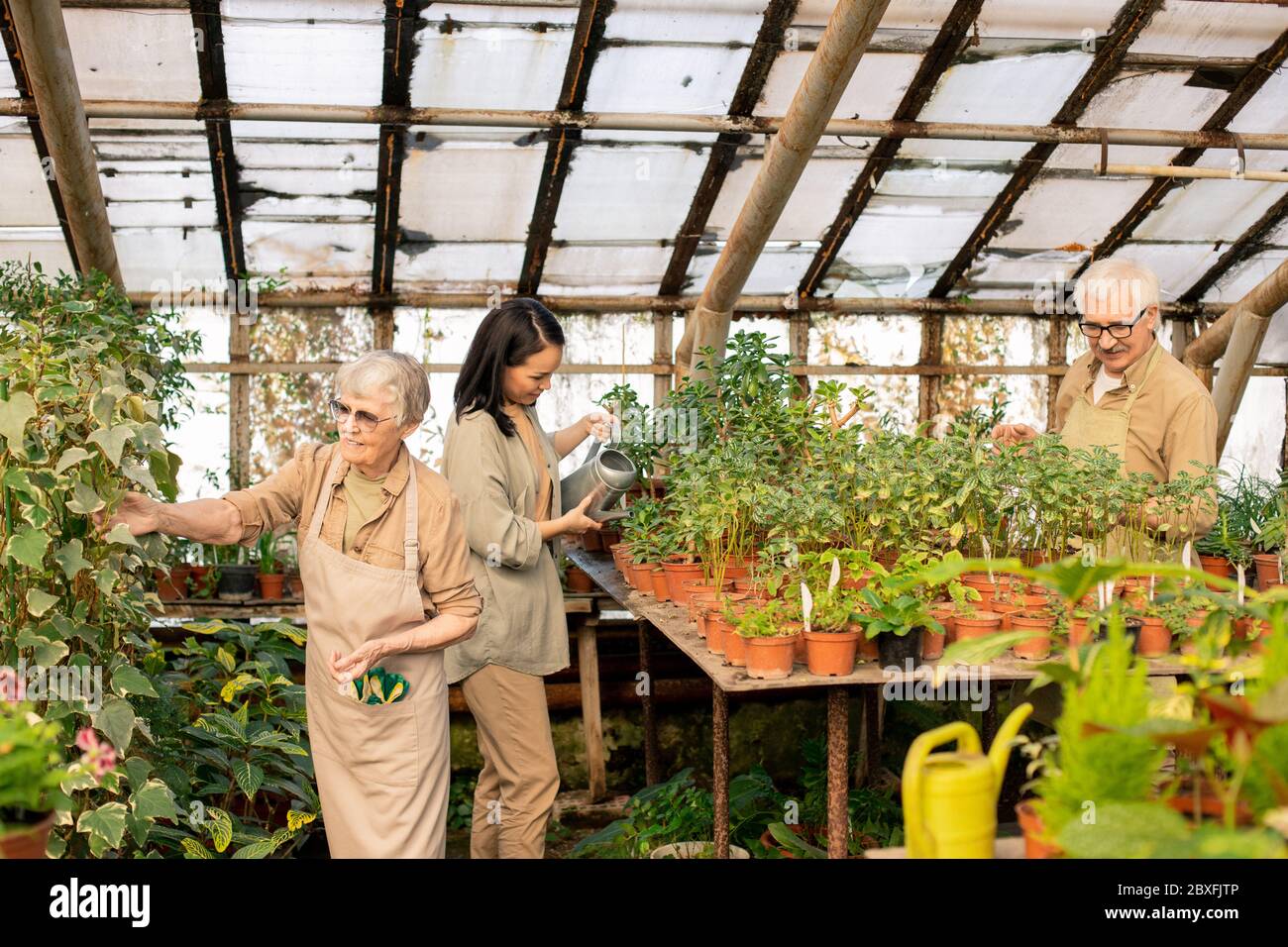 Group of greenhouse workers being responsible for daily care of plants ...