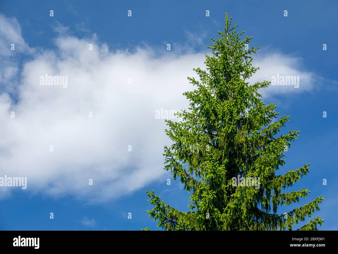 Picea abies treetop hi-res stock photography and images - Alamy