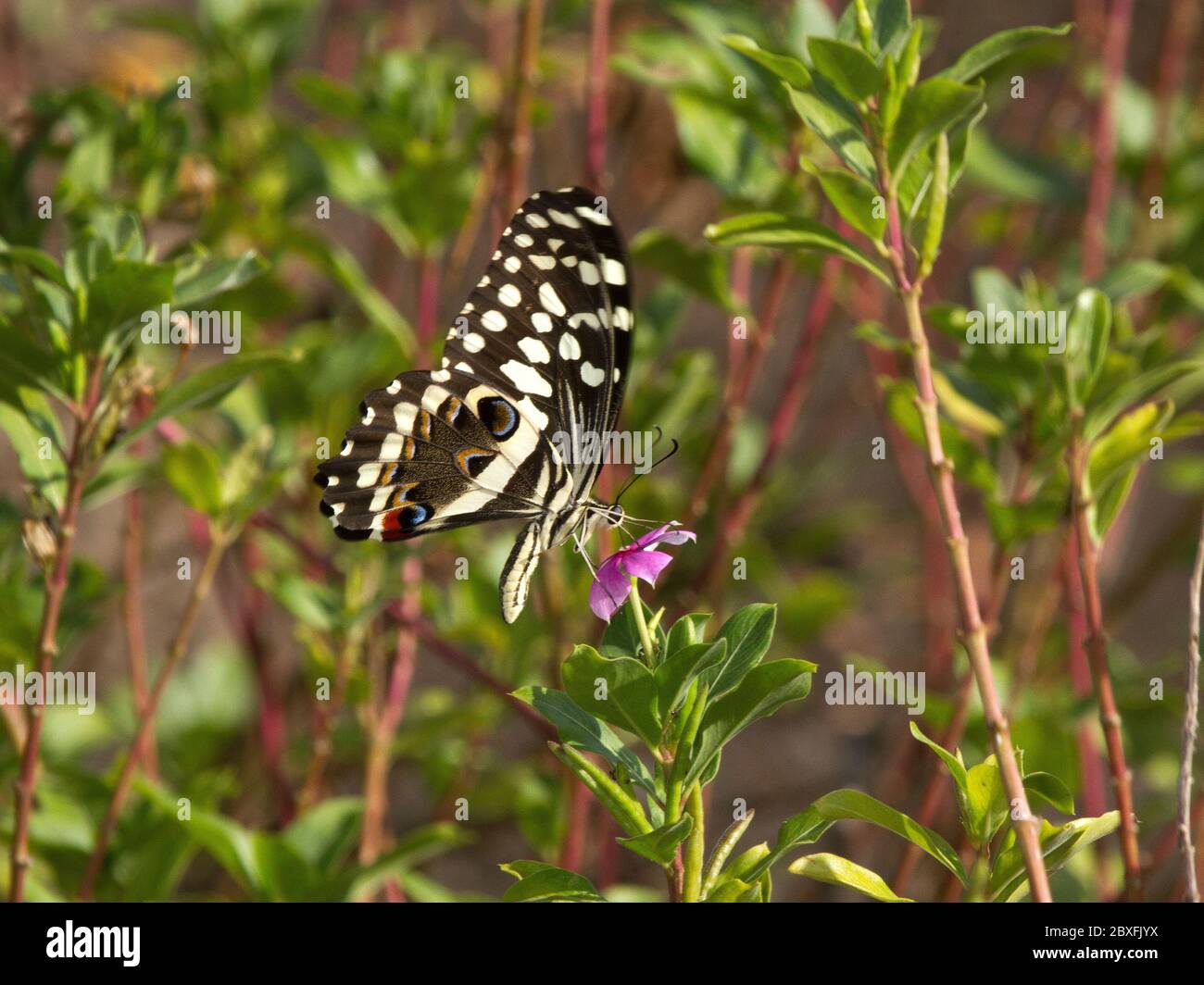 A large and pretty Butterfly common in East Africa, the Citrus ...