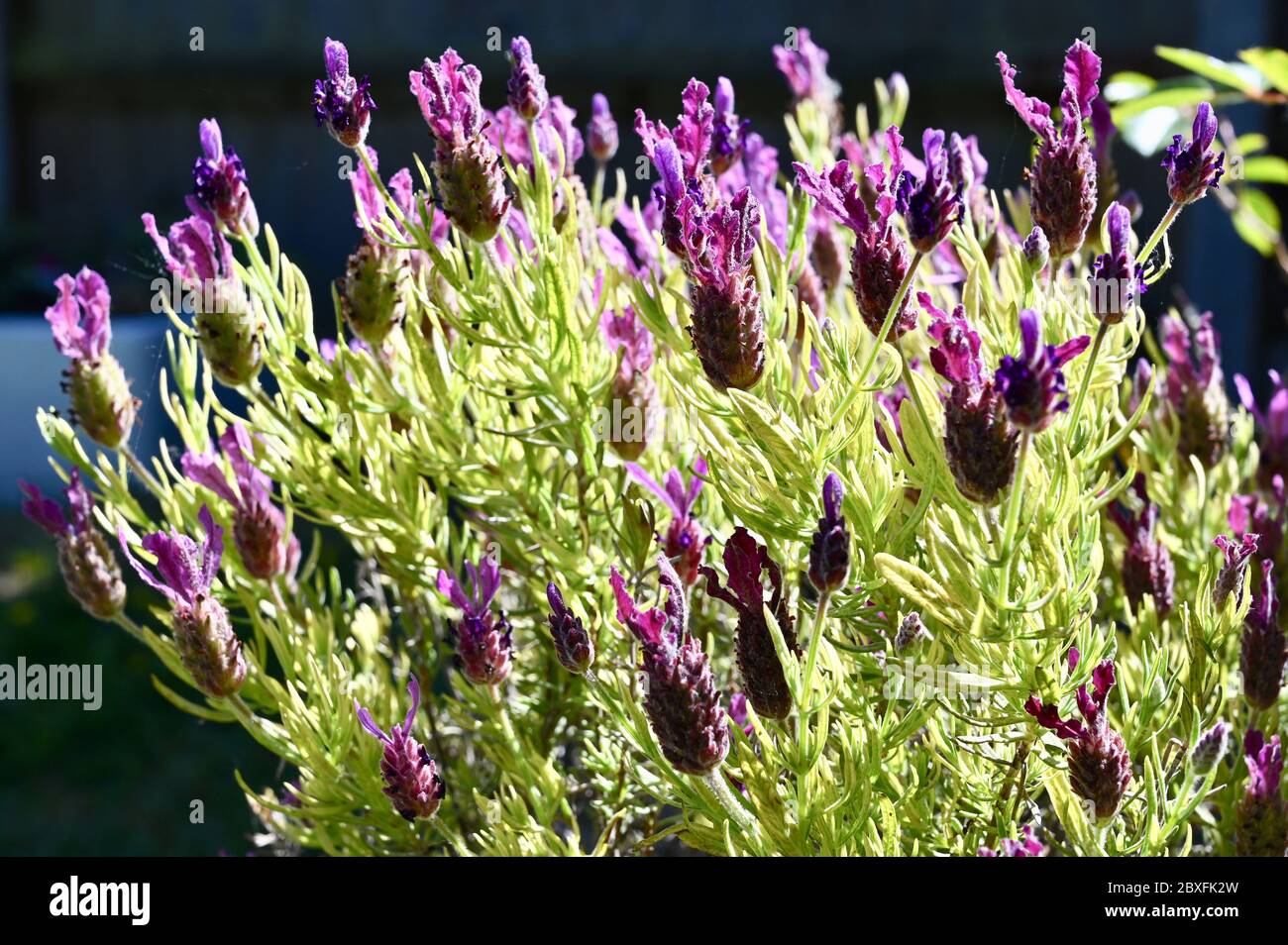 Flowering french lavender hi-res stock photography and images - Alamy