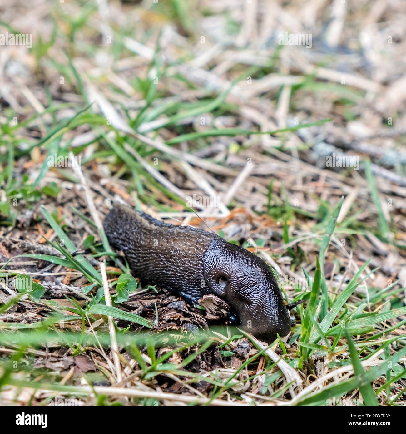 Detail photo of beautiful snail or slug in outdoors. Beauty in nature ...