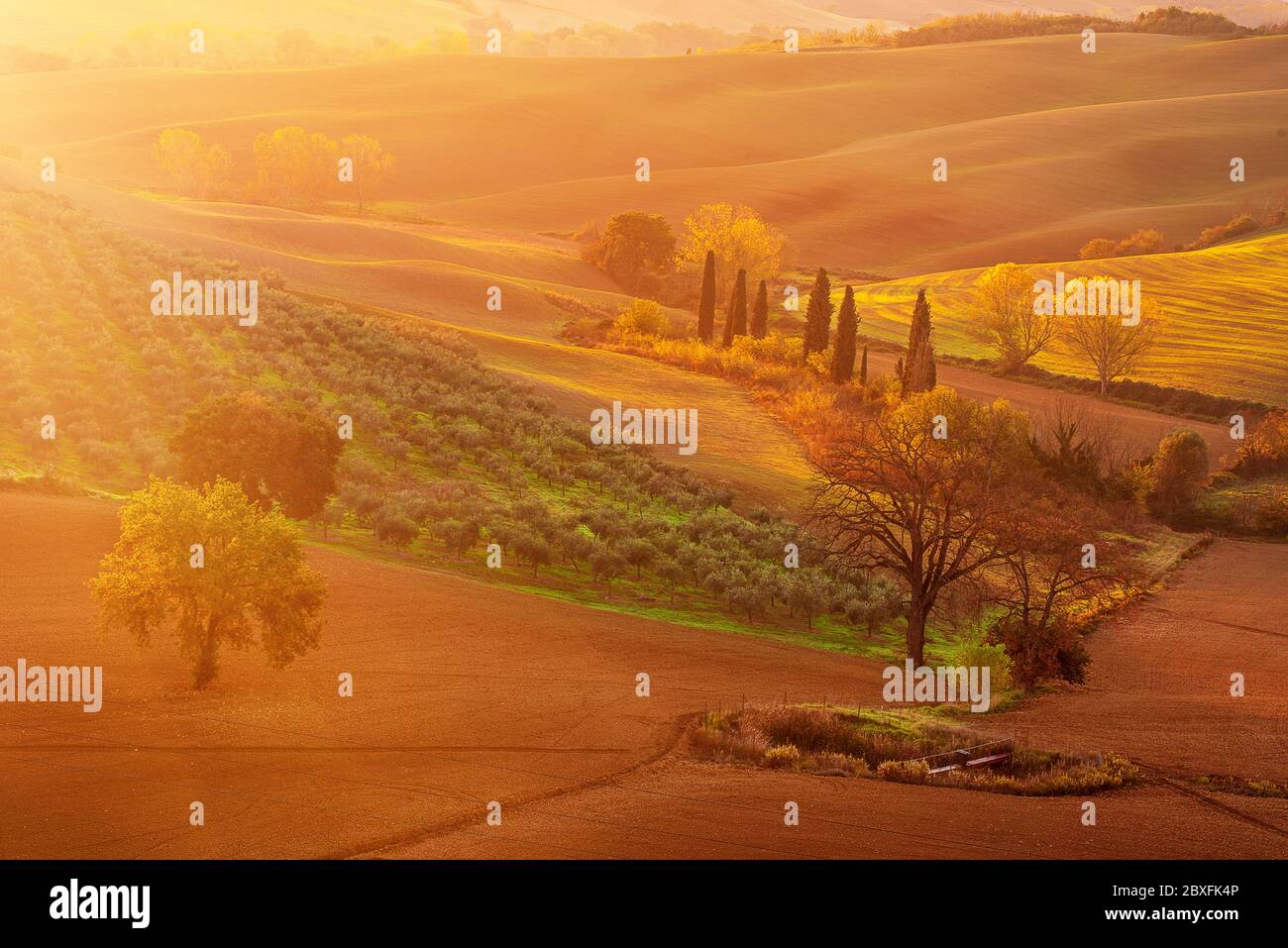 Tuscan fields and trees in a beautiful valley, natural outdoor ...