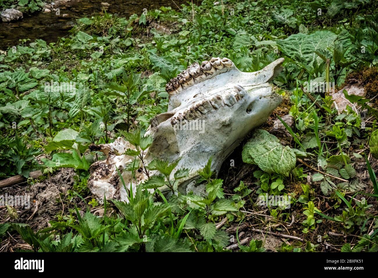 Detail photo of animal skull. Natural theme Stock Photo - Alamy