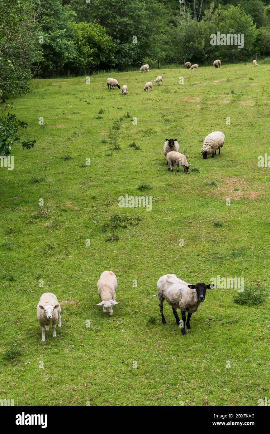 Sheep in a field Stock Photo - Alamy