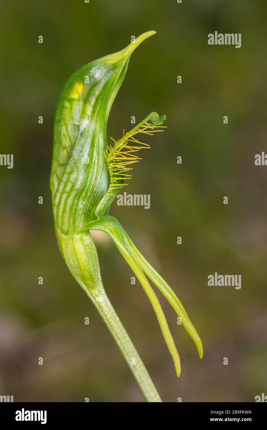 Bearded greenhood hi-res stock photography and images - Alamy