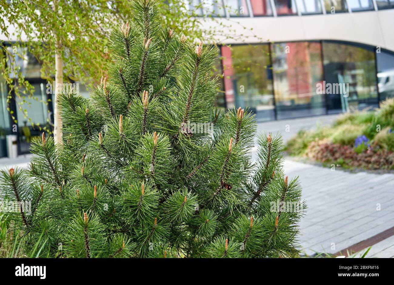 Garden with pine tree near office building Stock Photo - Alamy