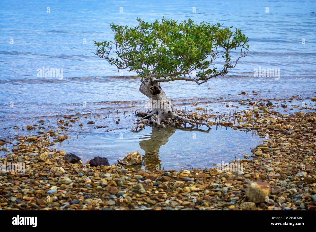 Single Grey mangrove (Avicennia marina) at low tide on pebbly beach ...