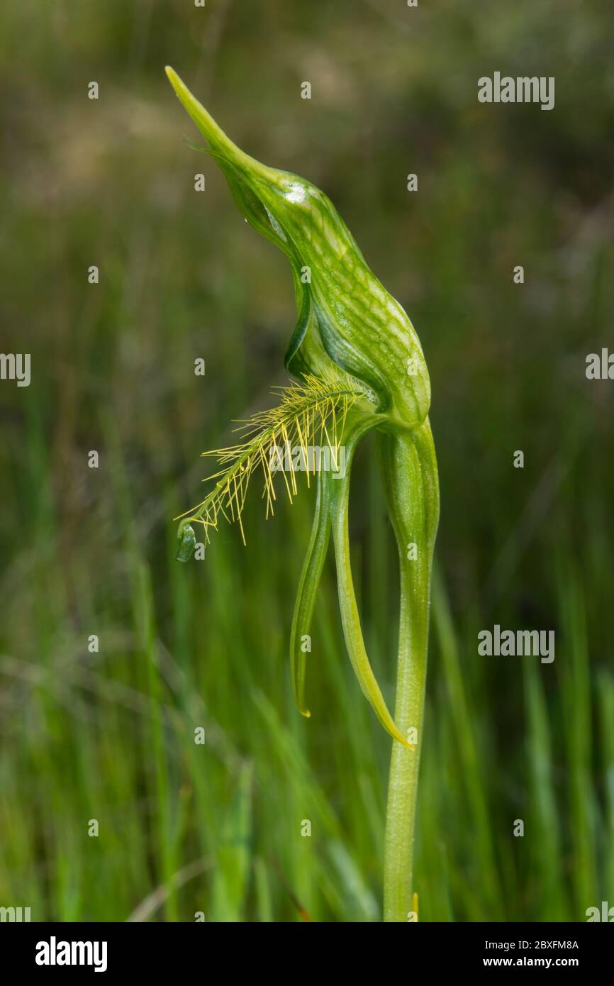 Large Bearded Greenhood, flower detail Stock Photo - Alamy