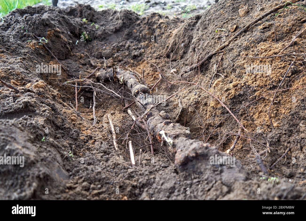 Tree roots in the freshly dig pit Stock Photo - Alamy