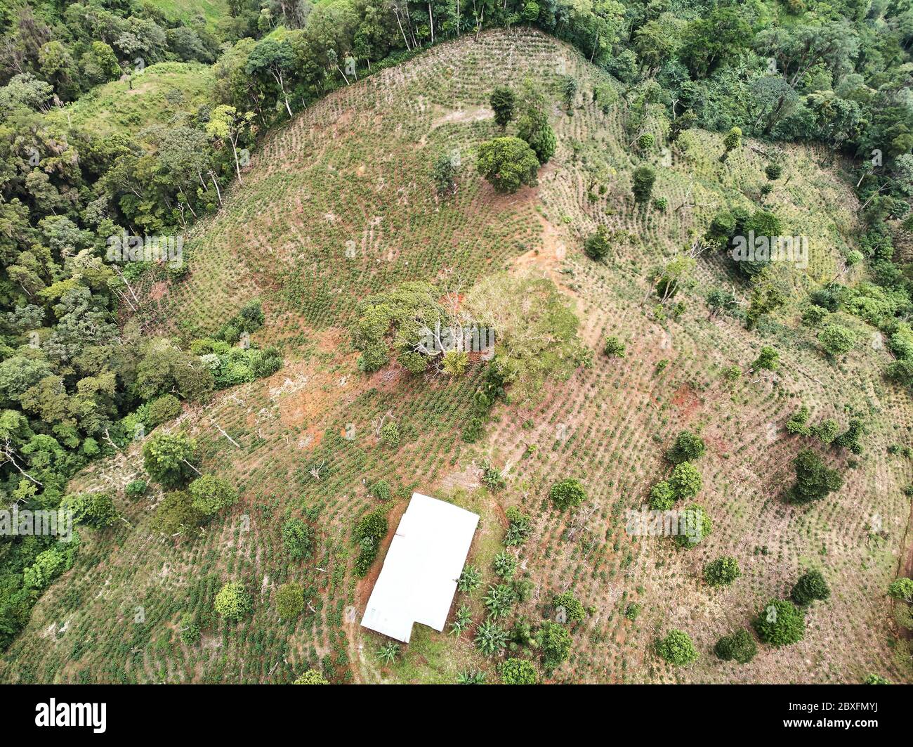 Rows of coffee trees on farm aerial above top view Stock Photo - Alamy