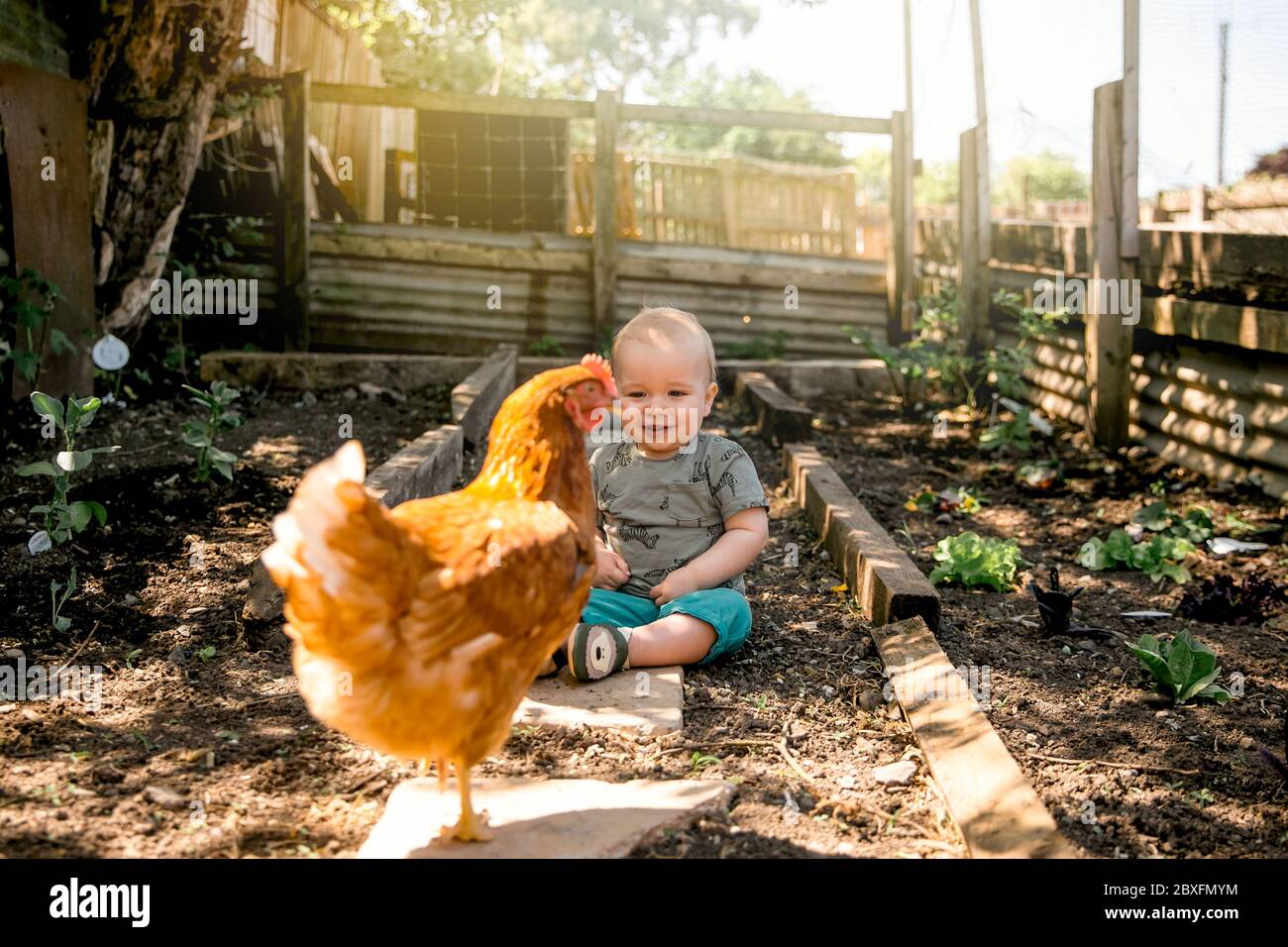Toddler with chickens hi-res stock photography and images - Alamy