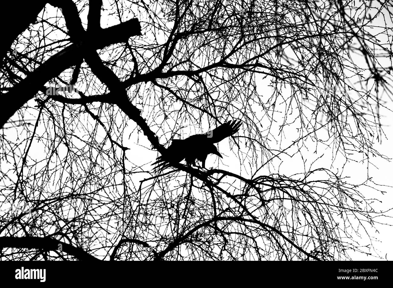 Lone rook with wings spread stands amongst leafless branches of tree ...