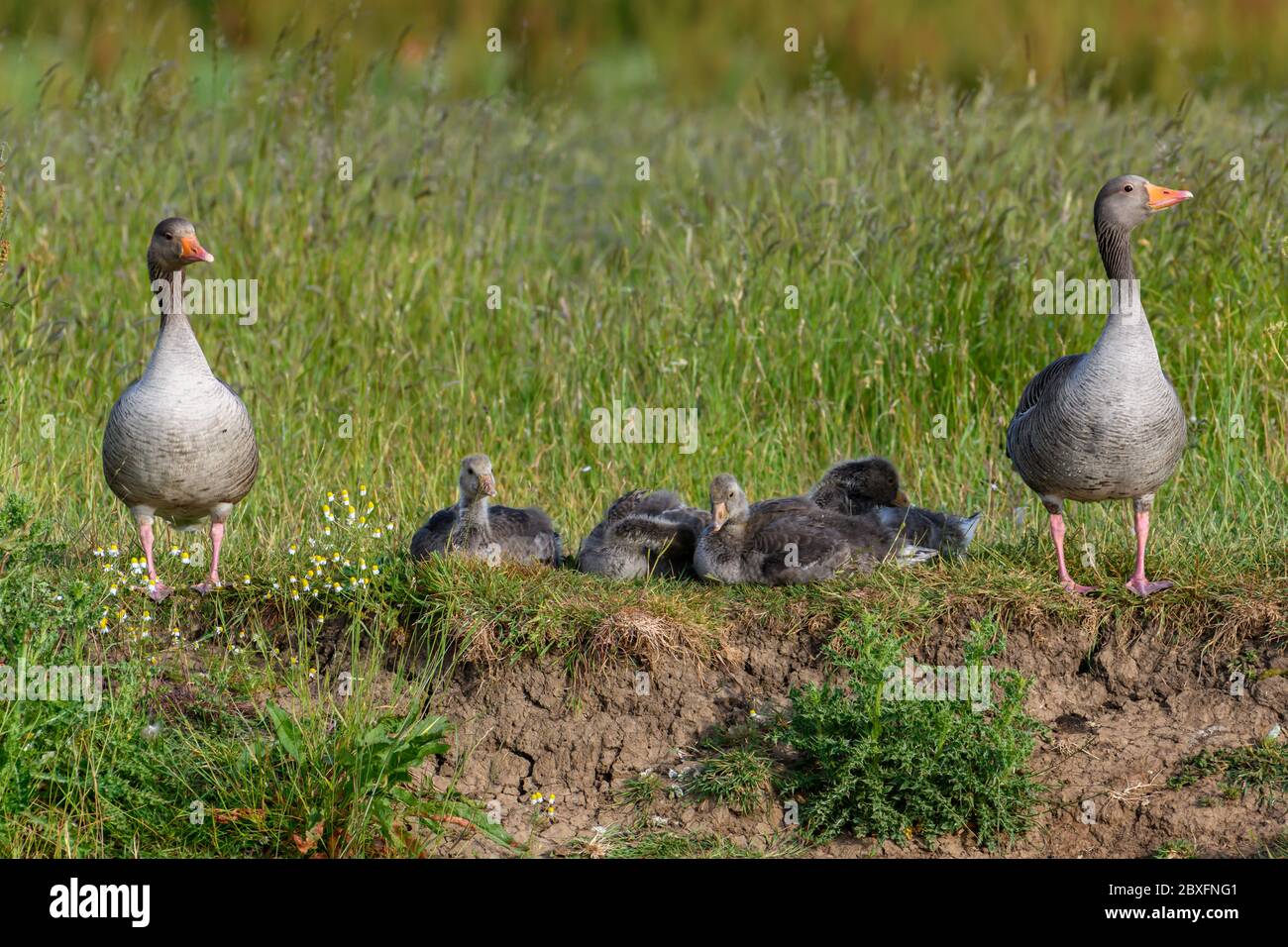 Two adult animals with group of babies hi-res stock photography and ...