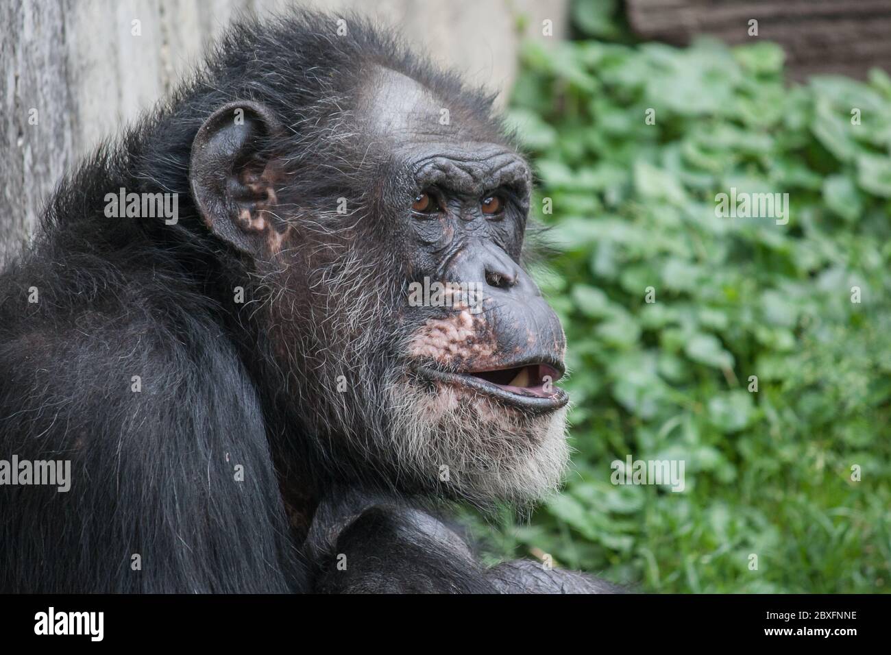 Portrait of an old chimpanzee Stock Photo - Alamy