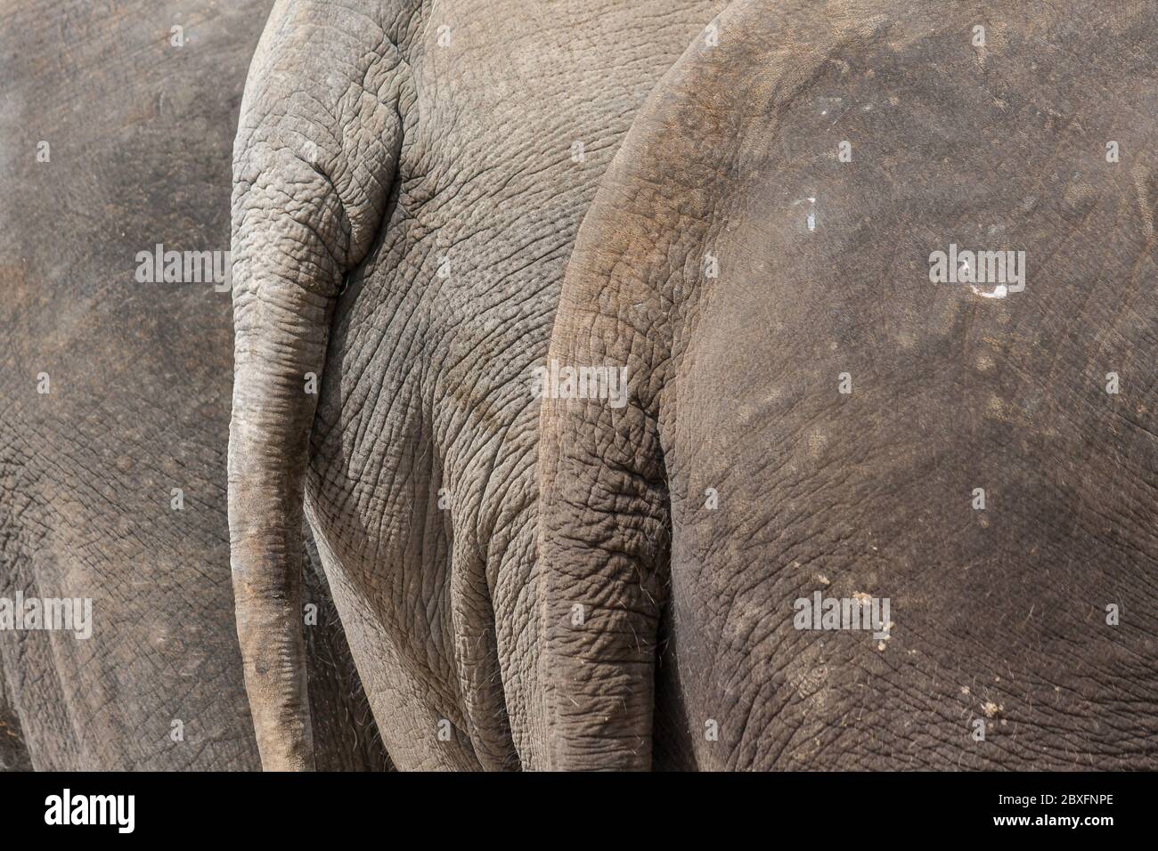 Elephants backside hi-res stock photography and images - Alamy
