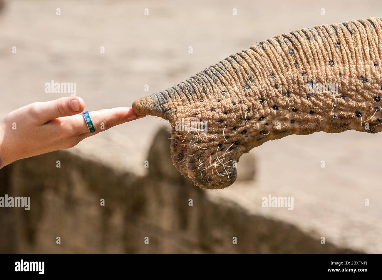nteraction between human and animal - finger of a young girl and an ...