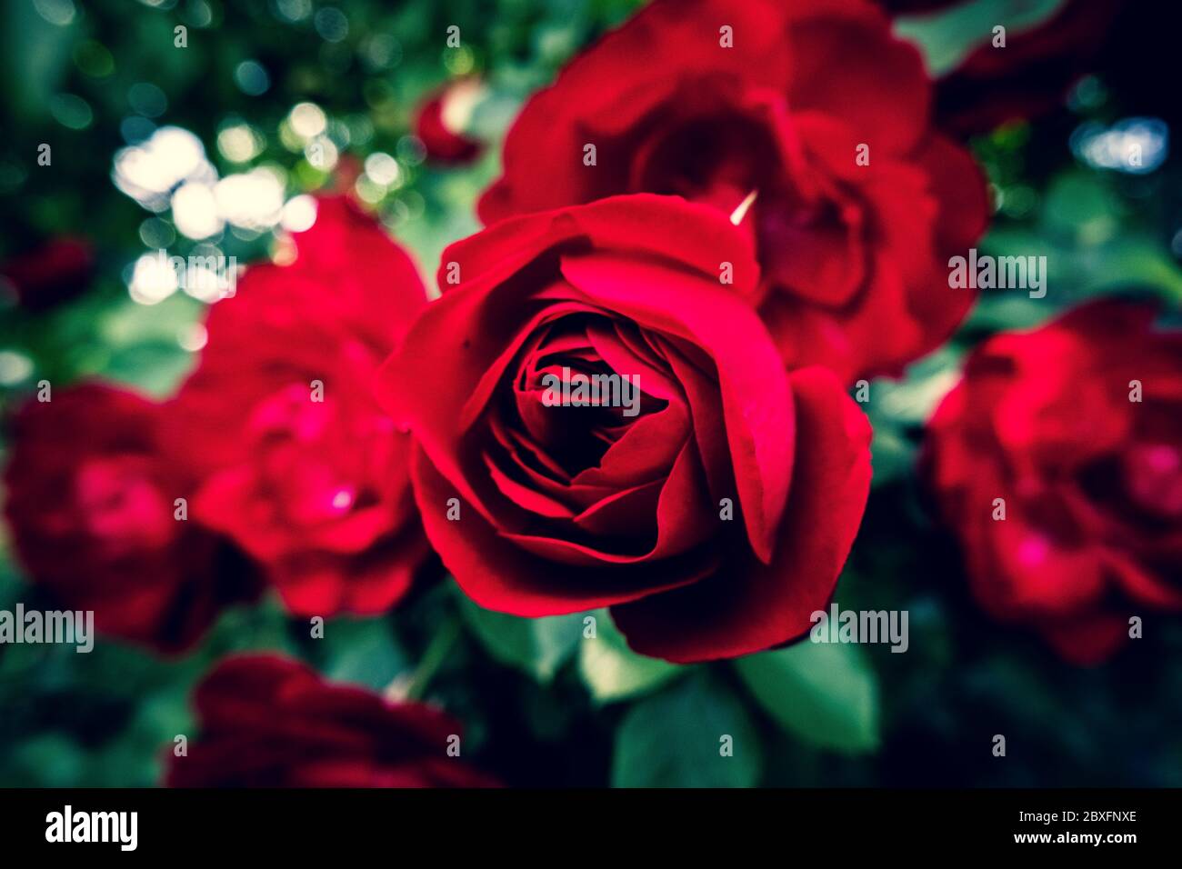 Bush of red roses Stock Photo - Alamy