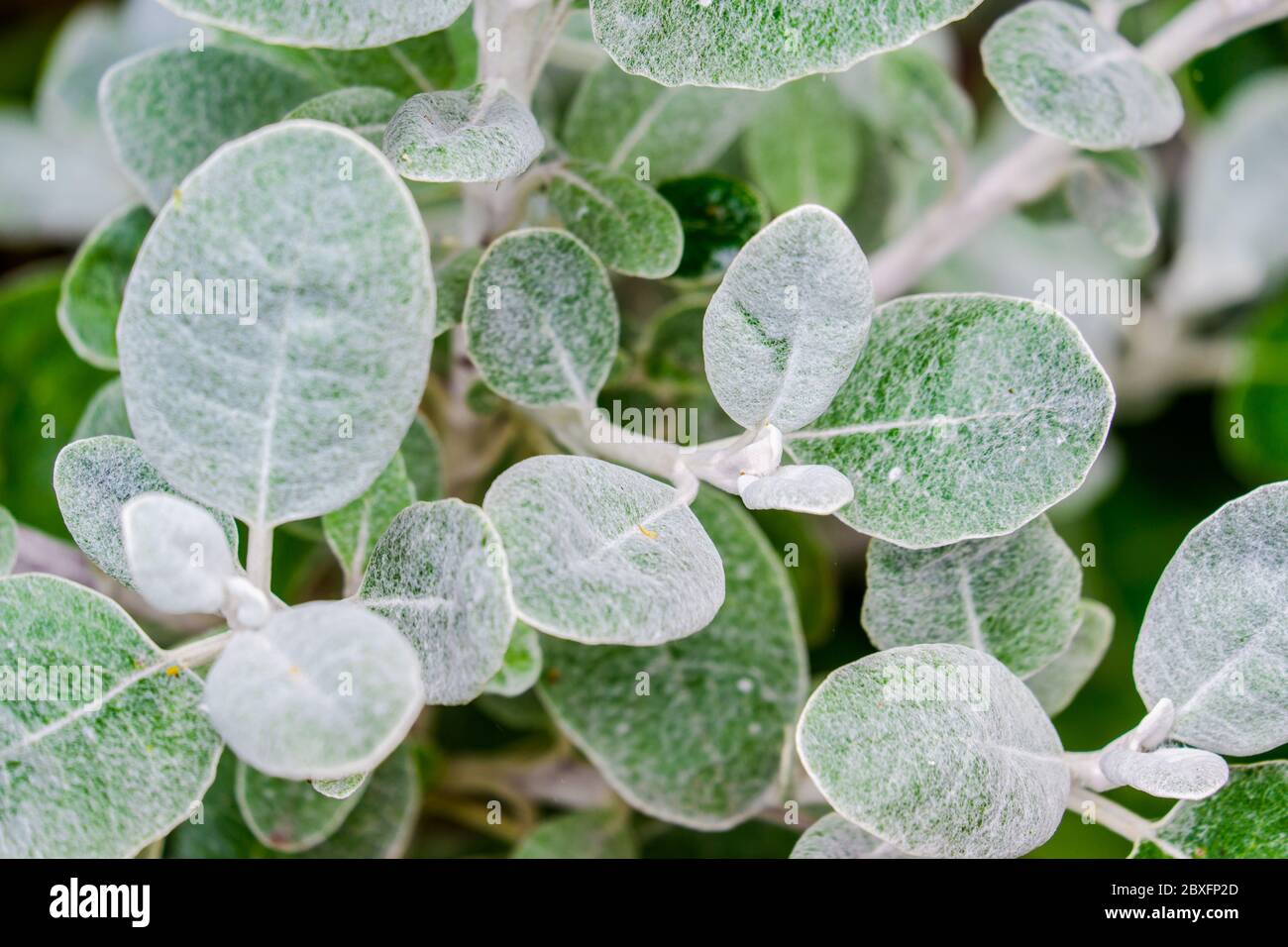 Furry plant hi-res stock photography and images - Alamy