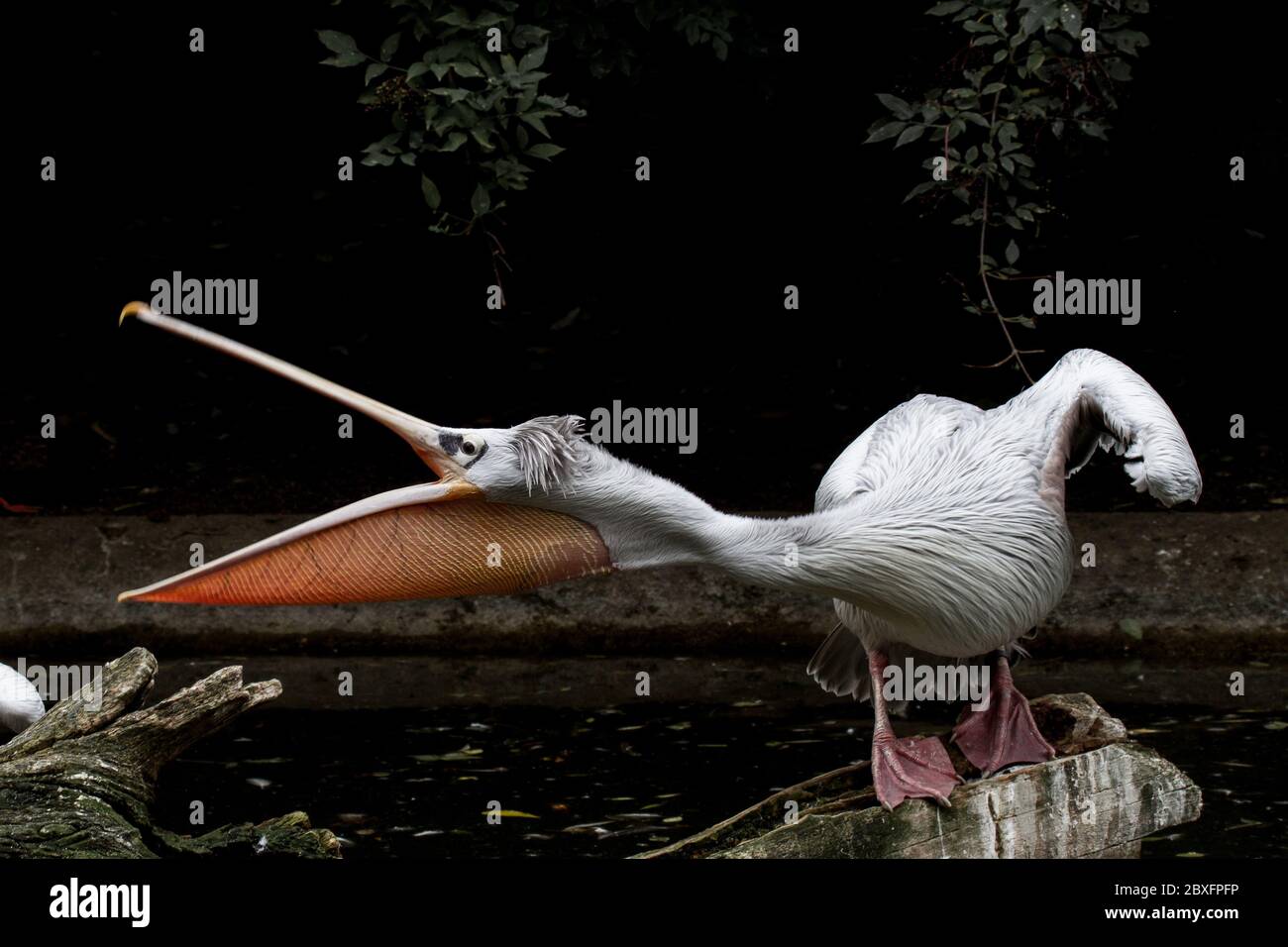 Angry pelican hi-res stock photography and images - Alamy