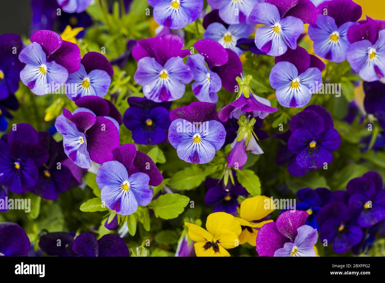 Close up colorful view of flowers pansies isolated on background ...