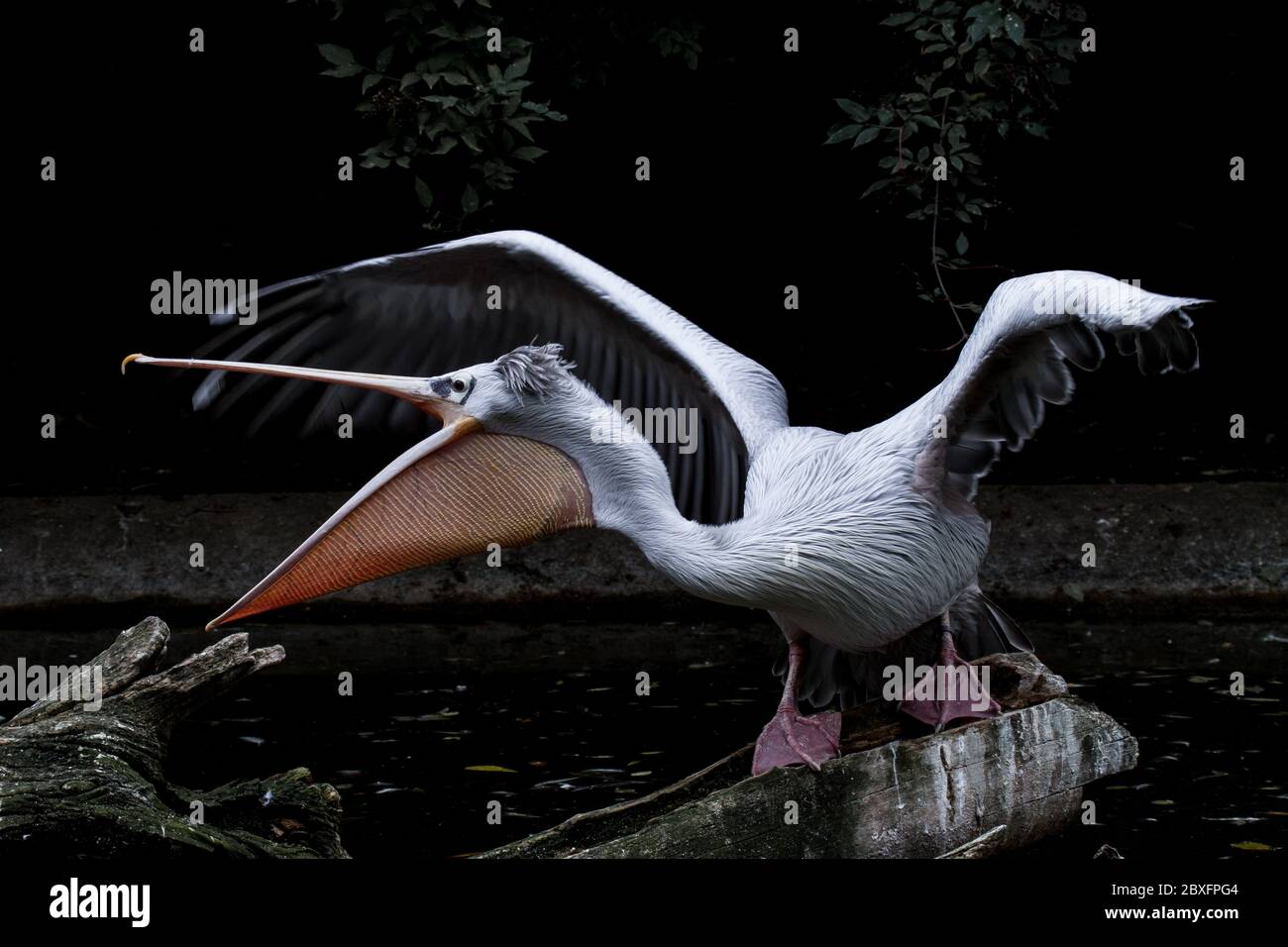 Angry pelican hi-res stock photography and images - Alamy