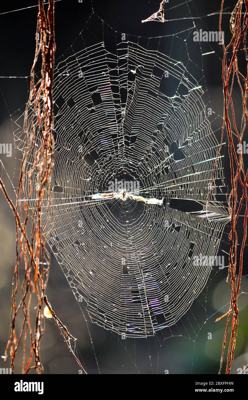 Insects can get trapped in spider webs, providing nutrition to the ...