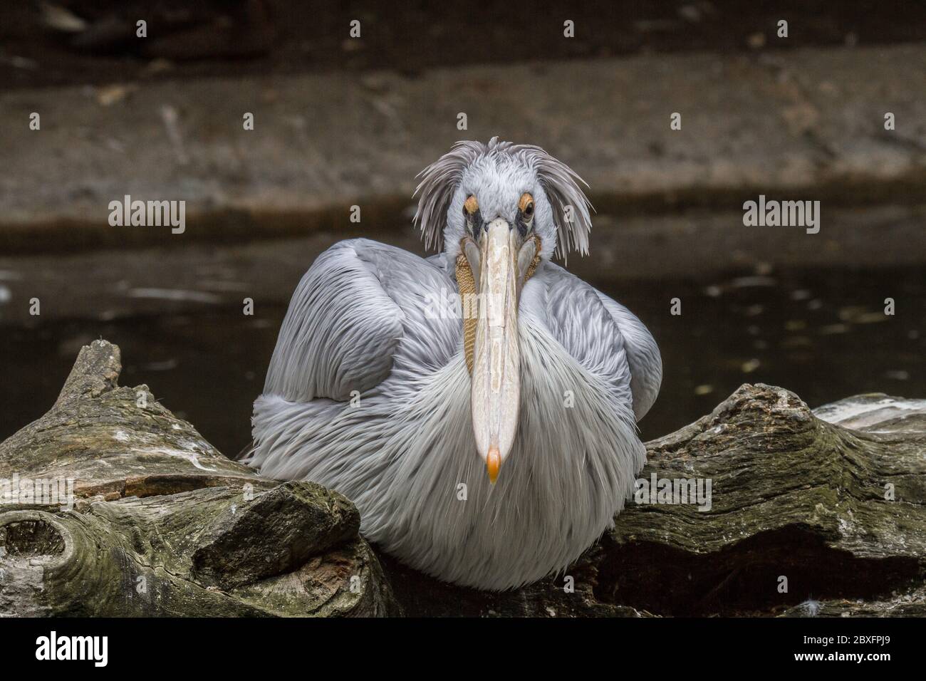 sitting old pelican Stock Photo - Alamy
