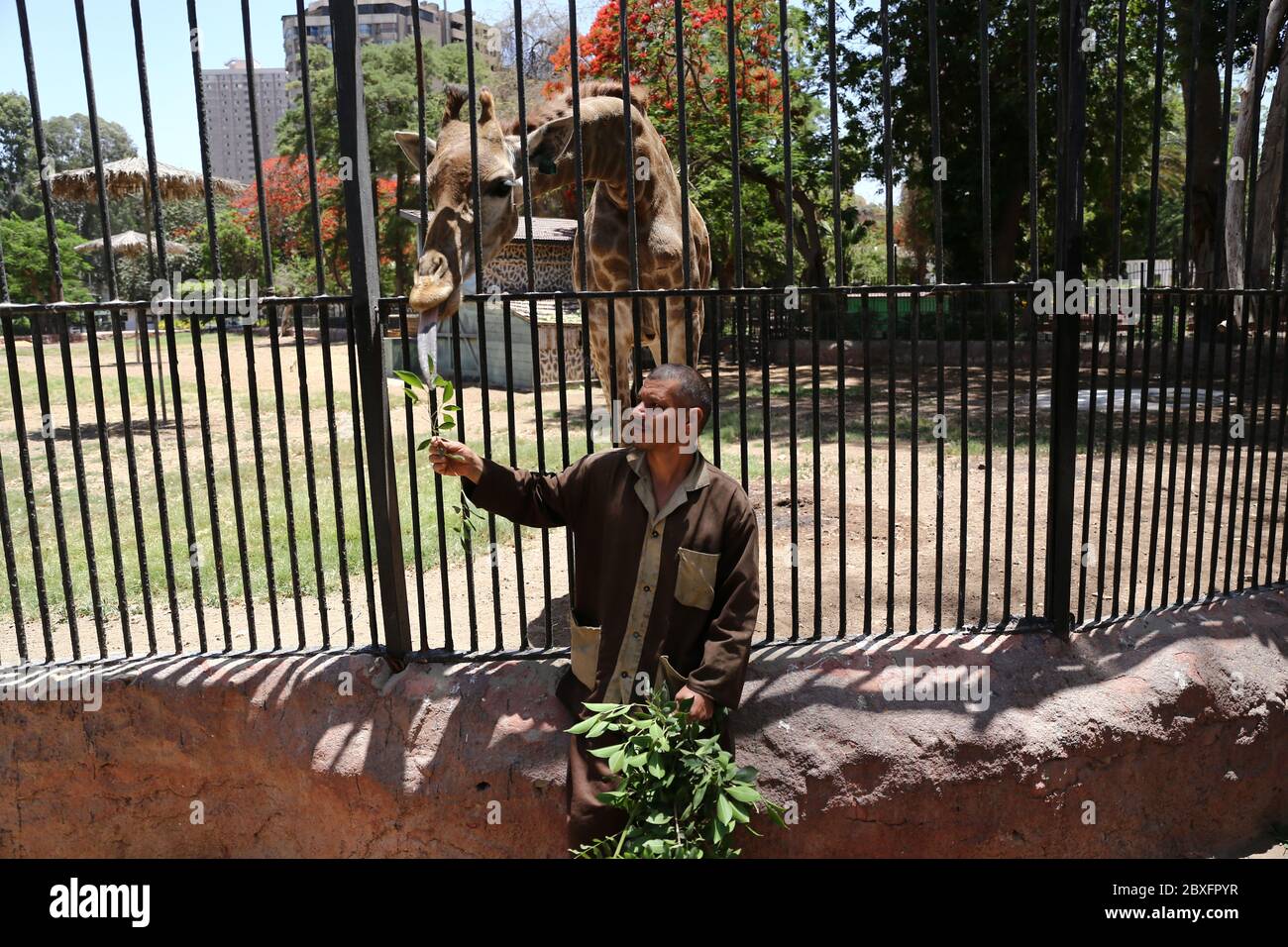 Giza zoo hi-res stock photography and images - Alamy