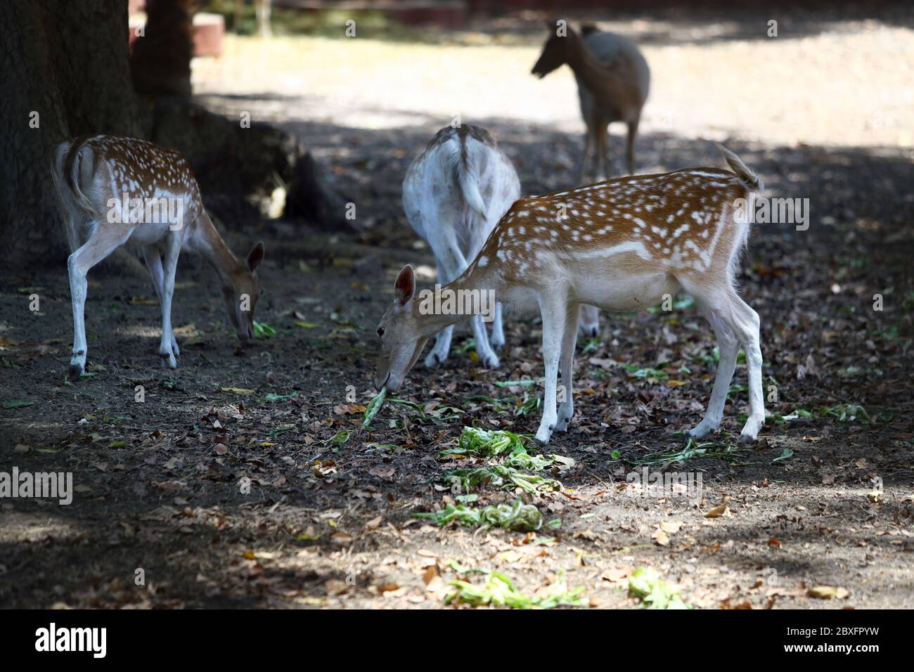 Sees deer hi-res stock photography and images - Alamy