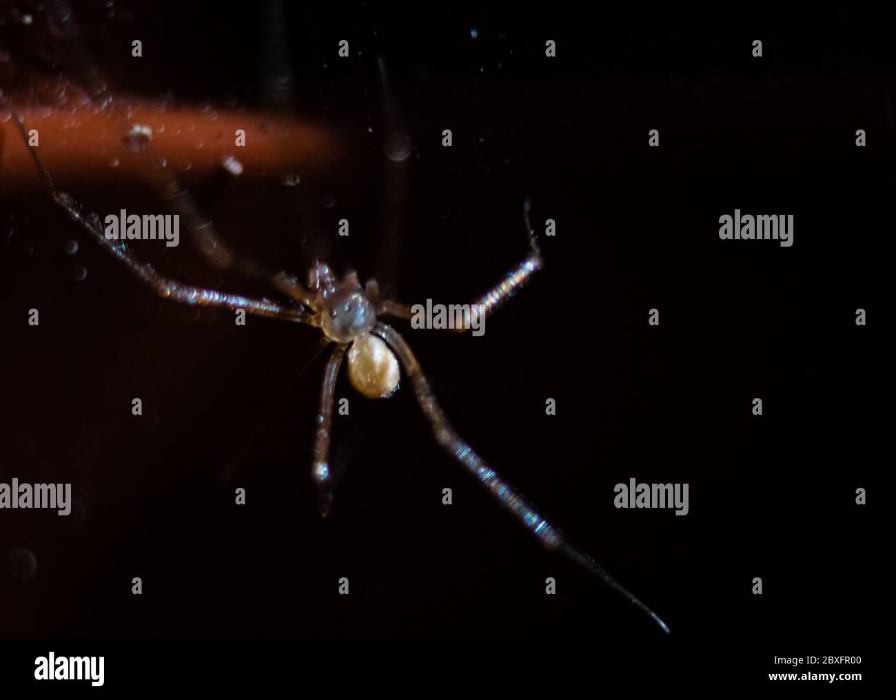 A small spider climbing its cobweb Stock Photo - Alamy