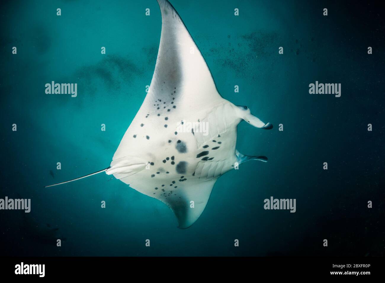 Silhouette Moray Eel High Resolution Stock Photography and Images - Alamy