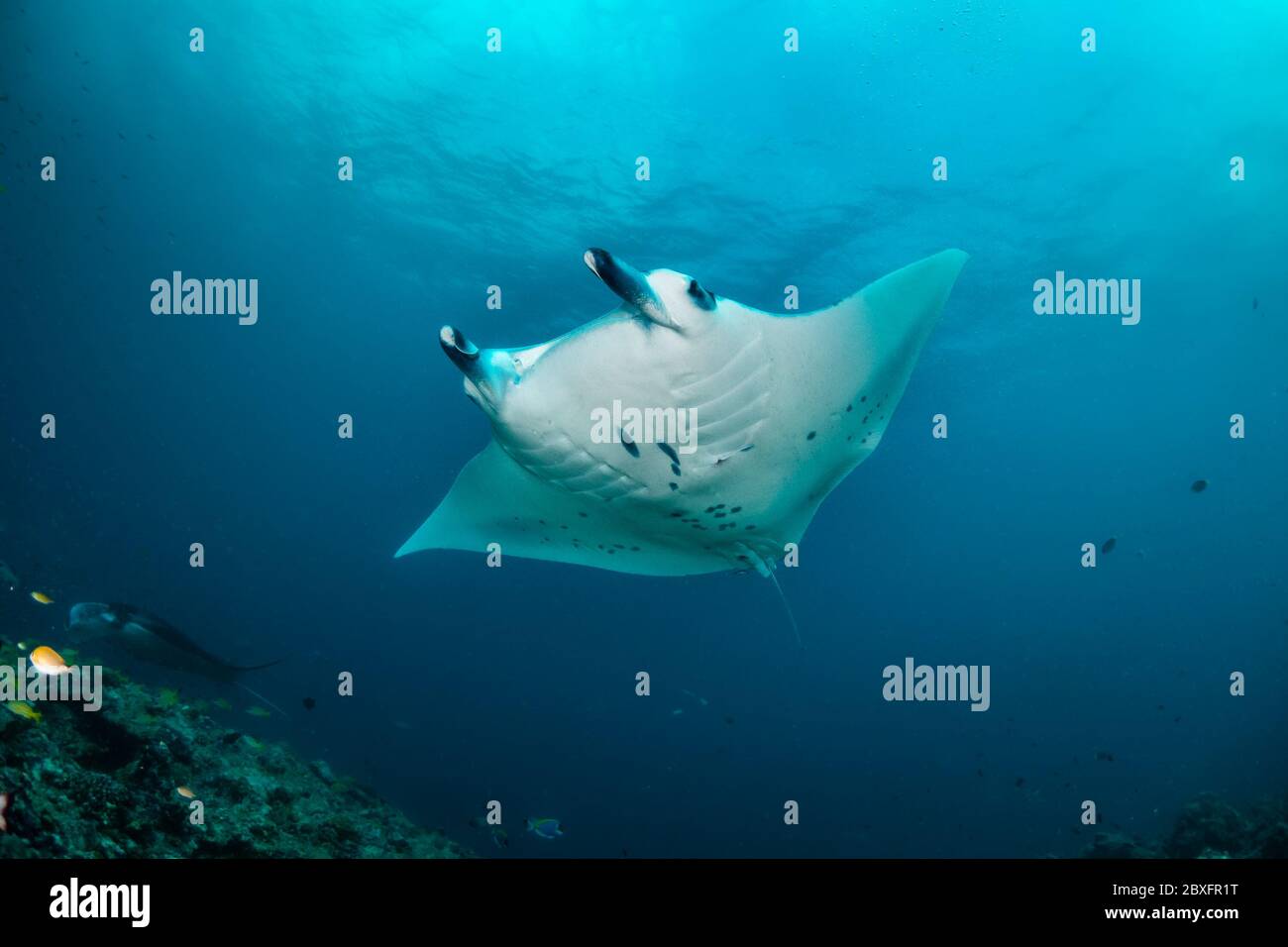 Silhouette Moray Eel High Resolution Stock Photography and Images - Alamy