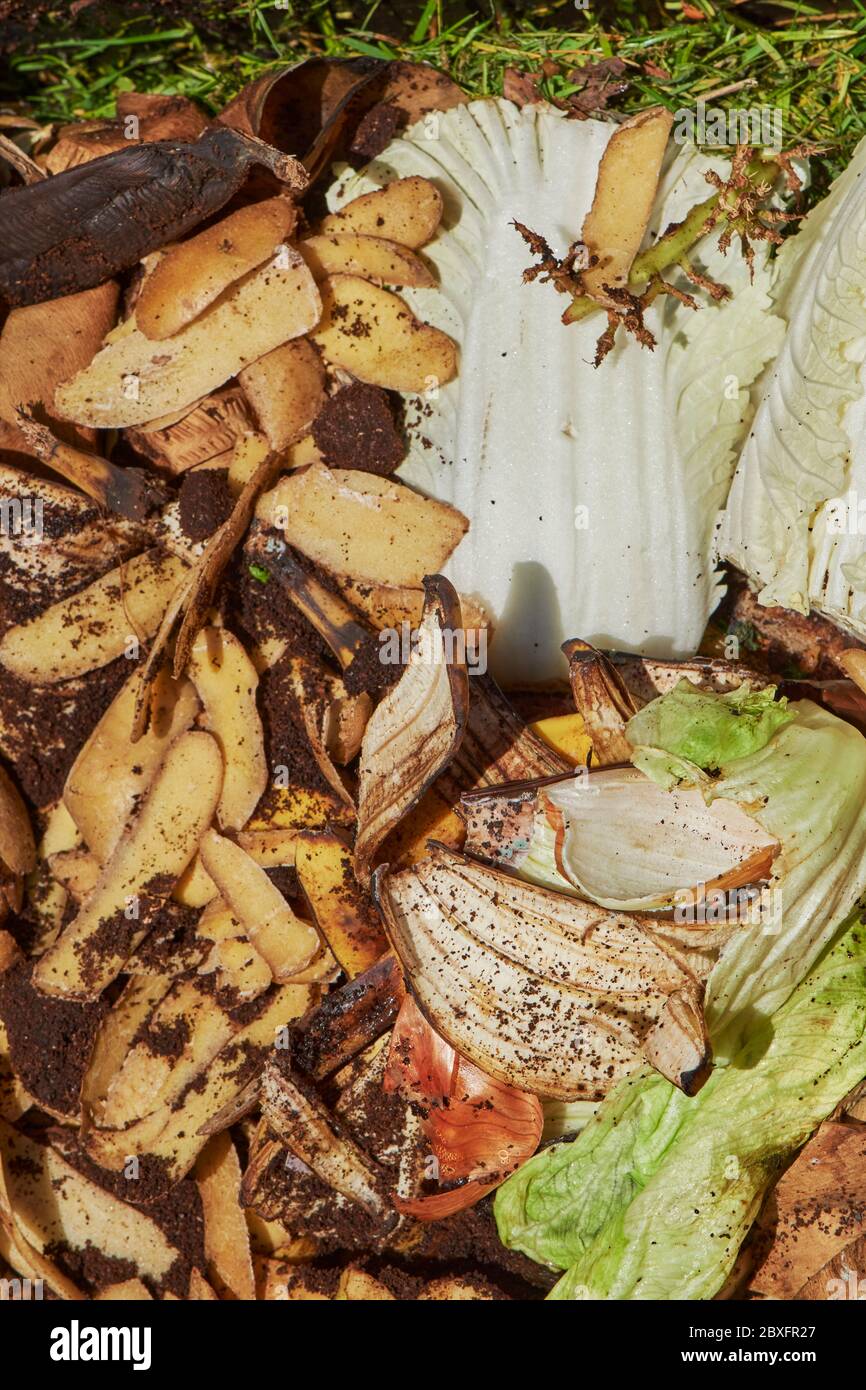 View into a bio container with various organic wastes such as potato ...