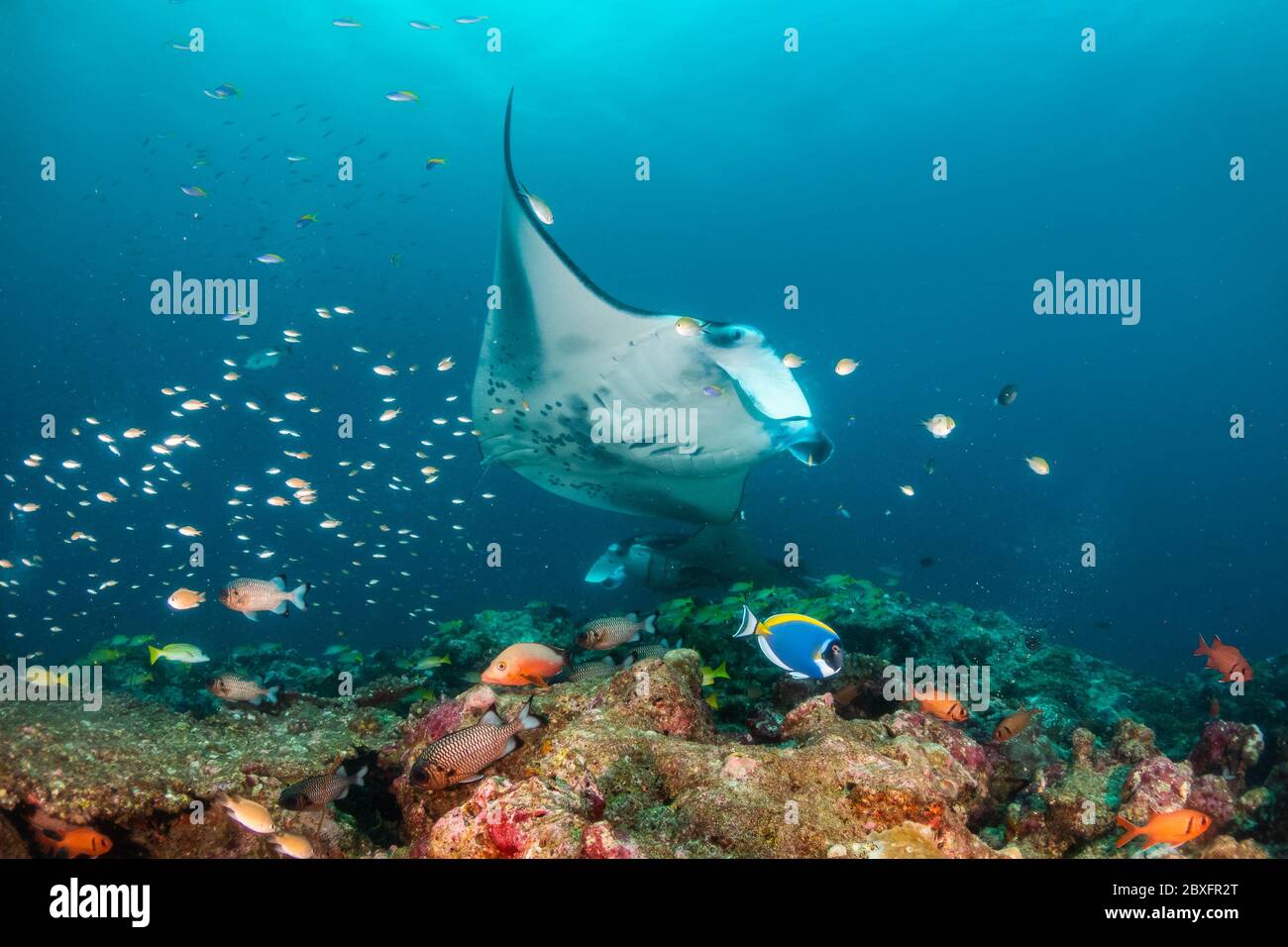 Silhouette Moray Eel High Resolution Stock Photography and Images - Alamy