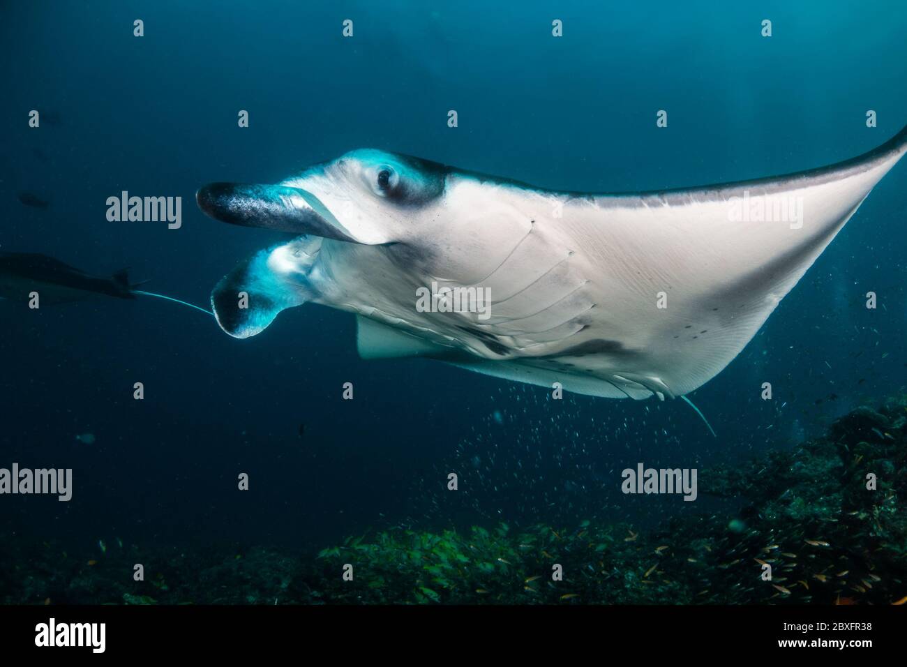 Silhouette Moray Eel High Resolution Stock Photography and Images - Alamy