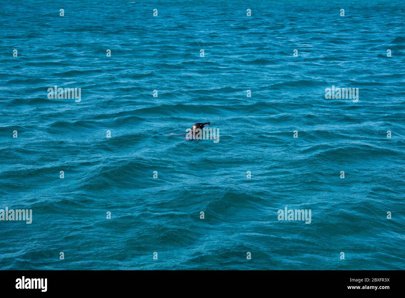 Galápagos penguin swimming in the Pacific Ocean off the coast of ...