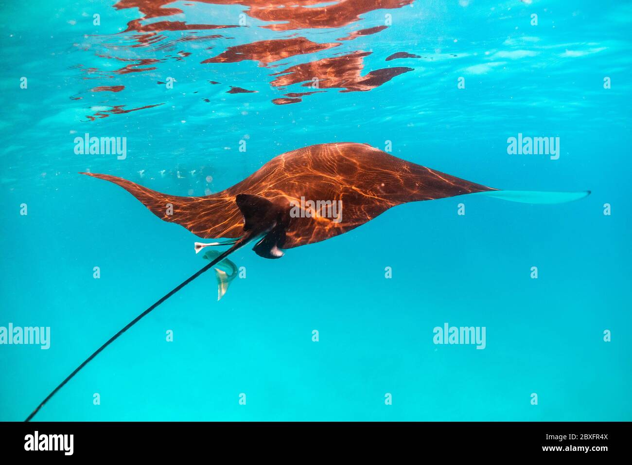 Silhouette Moray Eel High Resolution Stock Photography and Images - Alamy