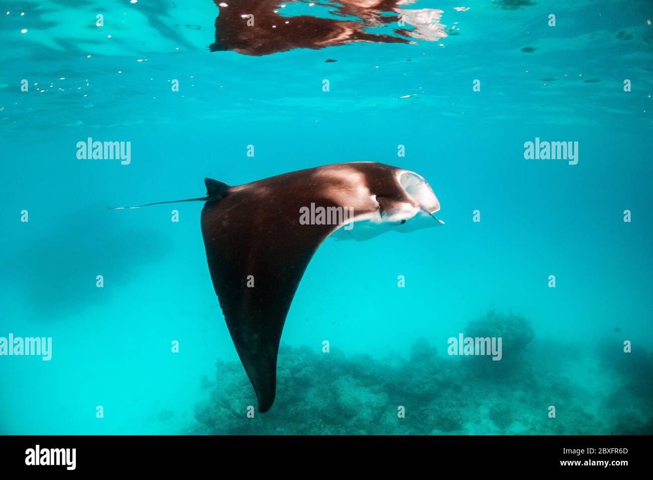Silhouette Moray Eel High Resolution Stock Photography and Images - Alamy