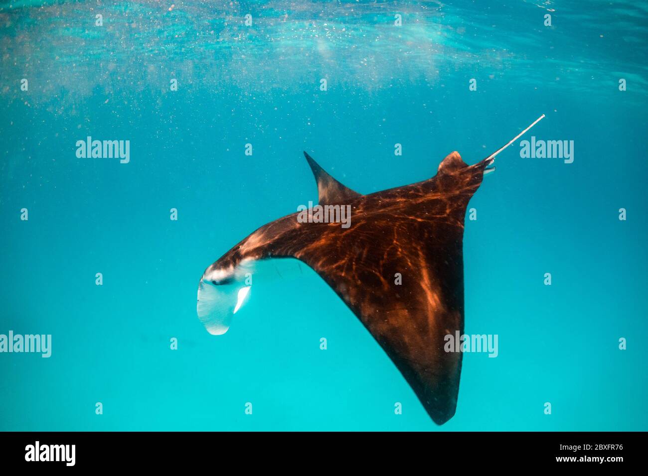 Silhouette Moray Eel High Resolution Stock Photography and Images - Alamy