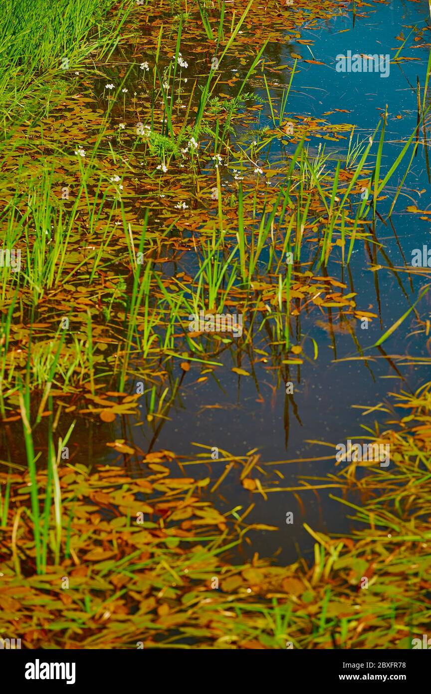 Freshwater swamp reeds hi-res stock photography and images - Alamy