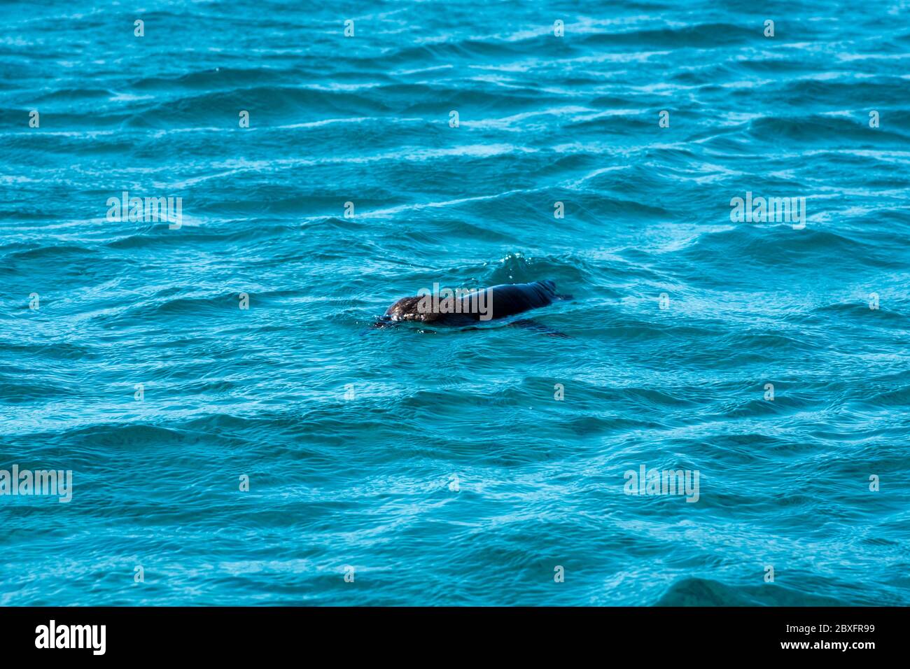Galápagos penguin swimming in the Pacific Ocean off the coast of ...