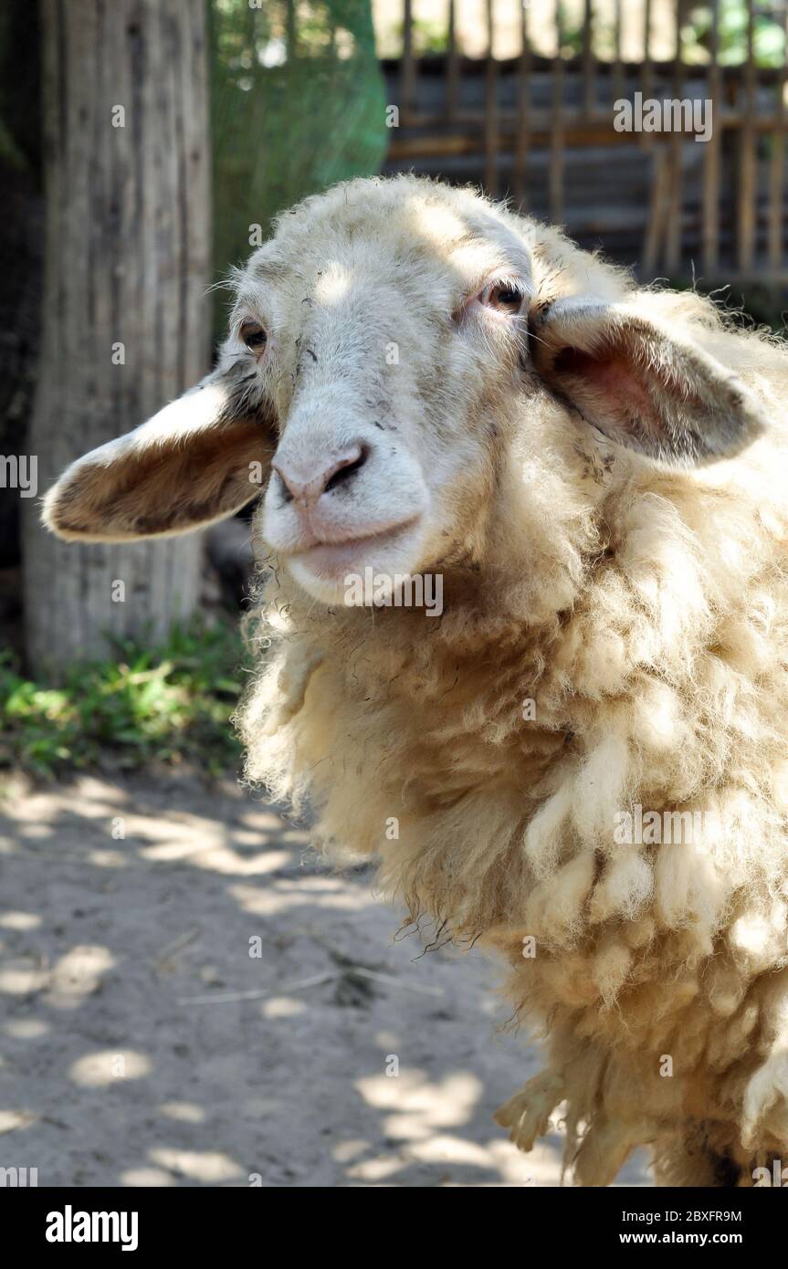 Domestic sheep are relatively small ruminants Stock Photo - Alamy